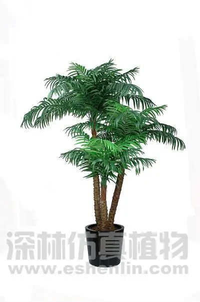 Large Indoor Trees,Indoor Coconut Trees,Indoor Tropical Trees - Buy ...