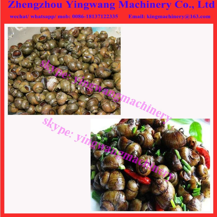Field River Snail Tail Cutting Machine / Escargots Viviparus Winkles ...
