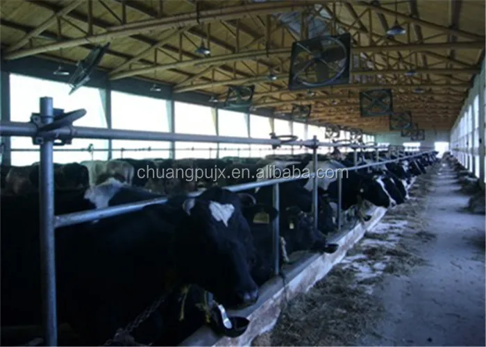 Simple Barn Milking Parlor System For Dairy Farm - Buy Milking Parlor ...