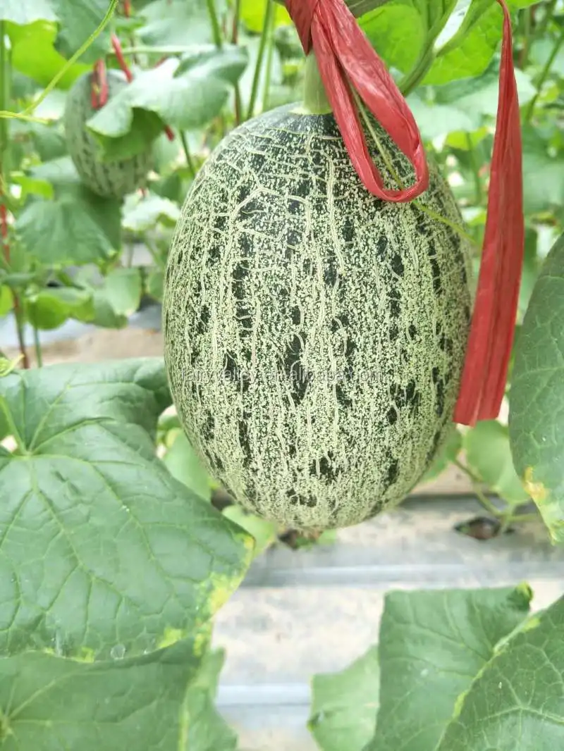Hybrid F1 Musk Melon Seeds Hami Melon Seeds For Growing-colourful Honey ...