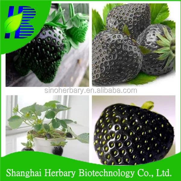 High Yield Mango Seeds For Planting - Buy Mango Seeds,Mango Seed,Mango ...