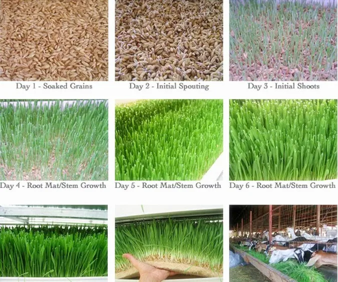 Hydroponic Fodder System/barley/oats/alfalfa Growing System - Buy ...