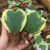 Gree And Golden Hoya Kerri - Buy Golden Hoya Kerri,Golden Hoya Kerri ...