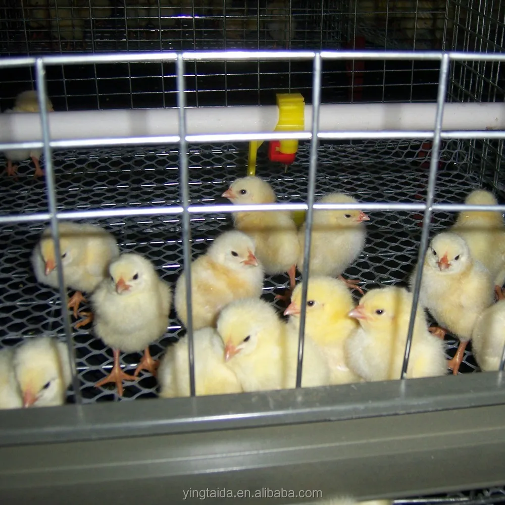 High Quality Chick Chicken Cage For 1 Day Old Chicks (iso9001 Factory ...