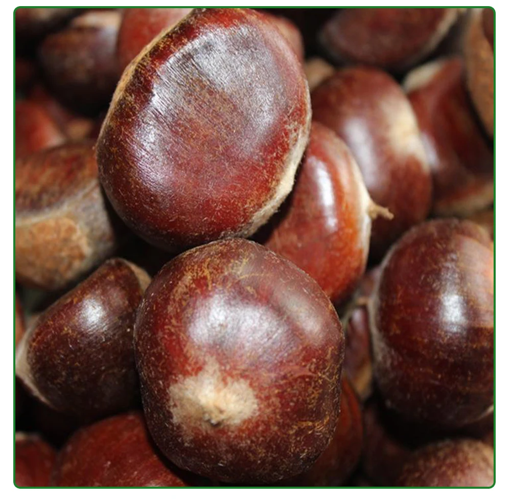 Cheap Price For Chinese Shelled Chestnuts - Buy Chinese Chestnut ...
