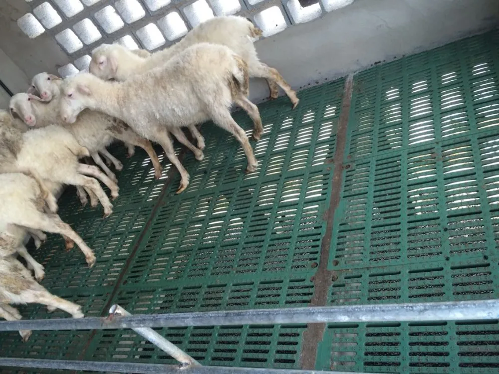 Plastic Slatted Composite Bmc Flooring For Pig,Sheep And Goat - Buy ...
