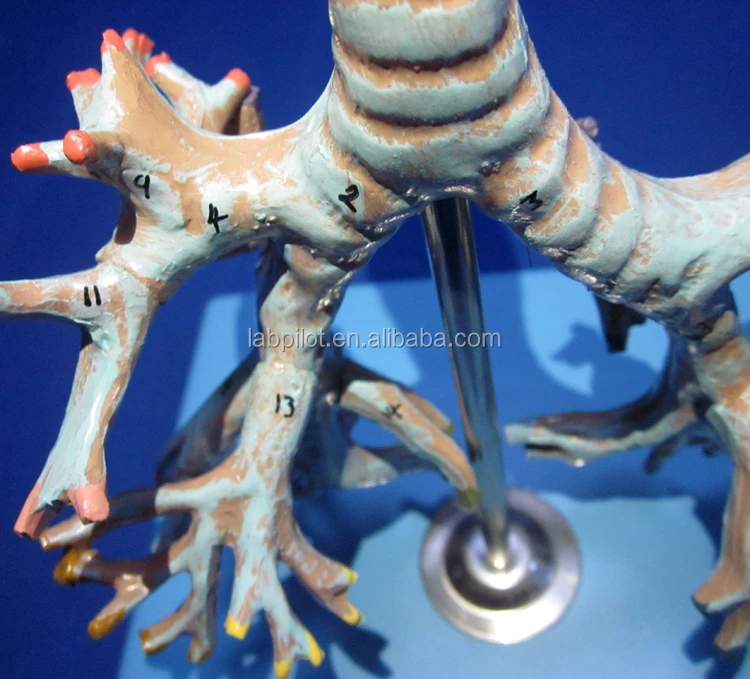 Vivid Anatomical Bronchial Tree Model 26 Positions Marked Trachea ...
