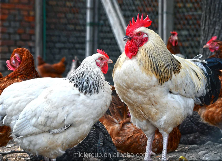 Light Yellow Maize Bran - 18% Protein CGF Powder for Feed