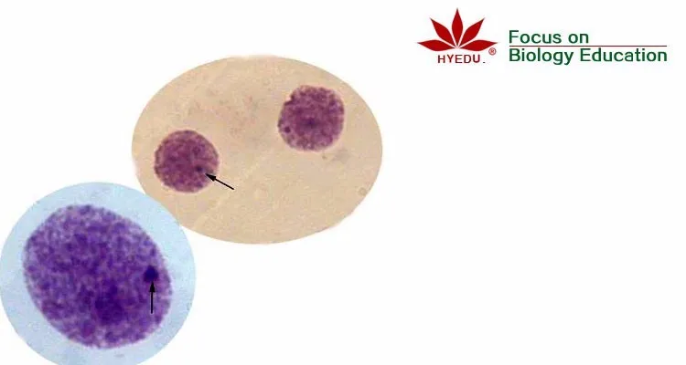 Fixed Set High Quality 14 Pieces Chromosome Microscope Prepared Slides ...