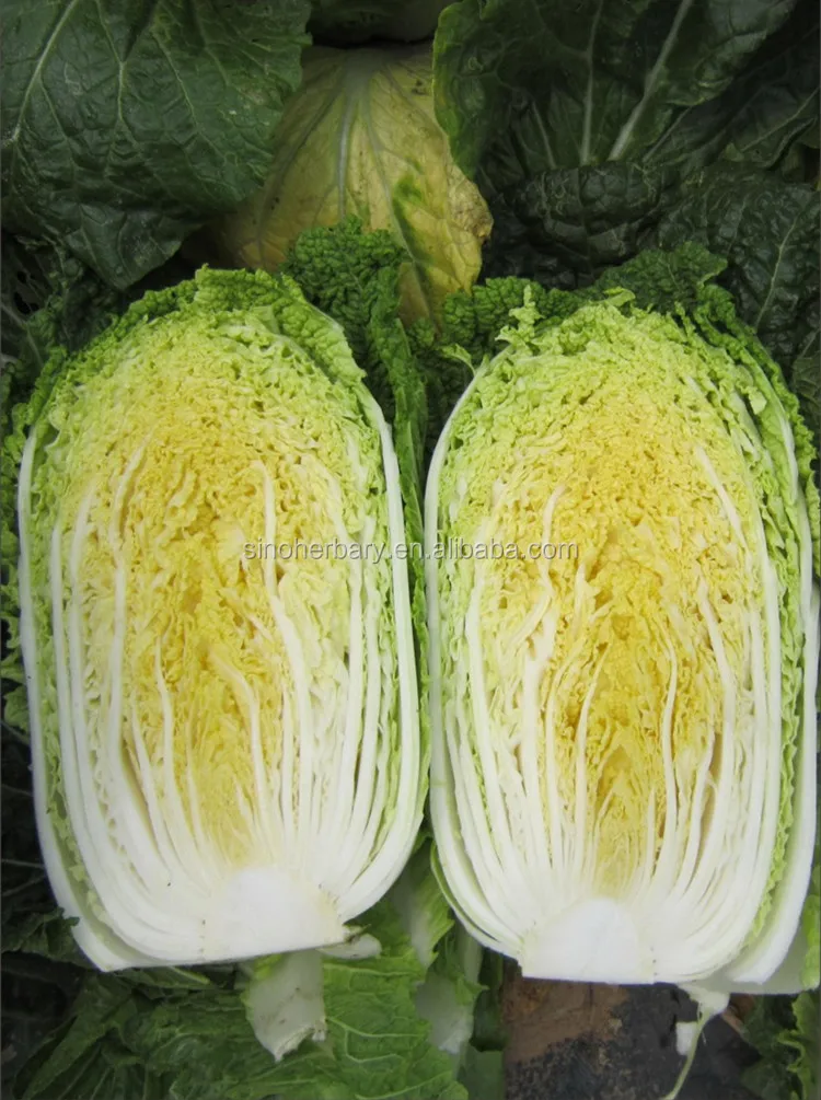 High Yield Cr Yellow Chinese Cabbage Seeds For Sowing - Buy Vegetables ...