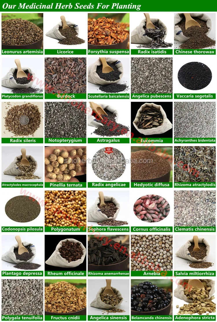 2019 Hot Sale Medicinal Herbs Seeds Jiaogulan Seed For Sowing - Buy ...