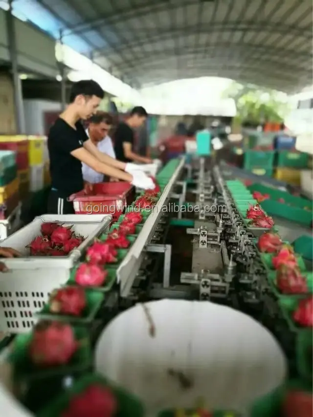 Automatic Commercial Dragon Fruit Grading Sorting Machine Auto Industrial Pitaya Weight Grader ...