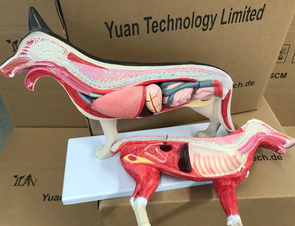 Life Size Dog Torso And Trunk Anatomy Model - Buy Dog Anatomical Model ...