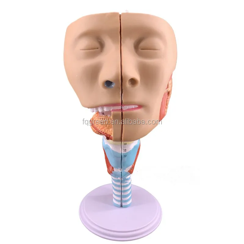 Medical Model Of Human Caecum And Appendix - Buy New Anatomical Model ...
