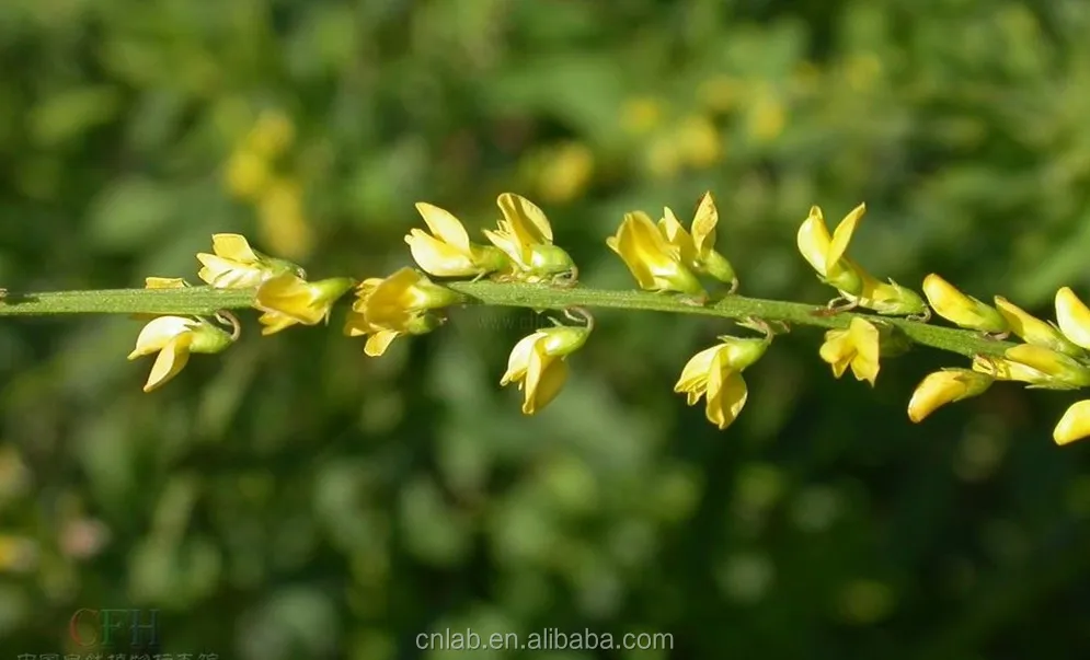 Wholesale Melilotus Officinalis Extract Powder Supplement In Goo Effect ...