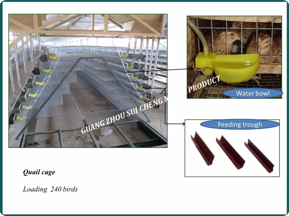 Quail Cage and Water System - Free Sample from Guangzhou Factory