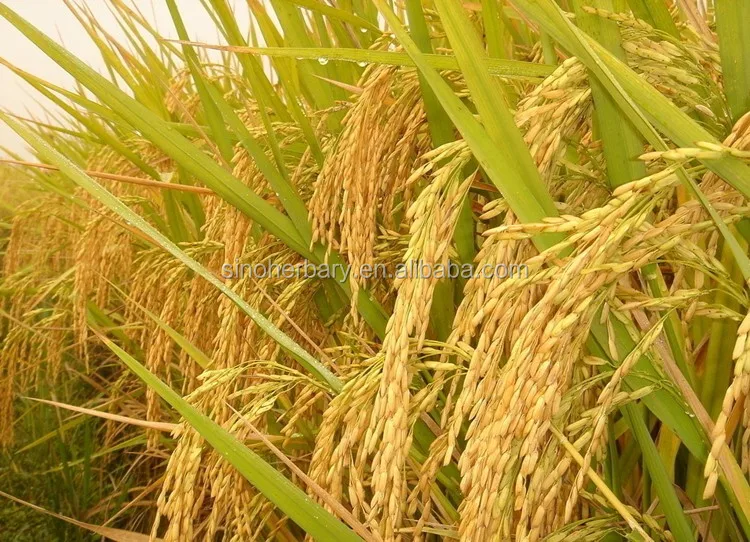 Hybrid Rice Seed From Professional Agriculture Seed Company - Buy ...