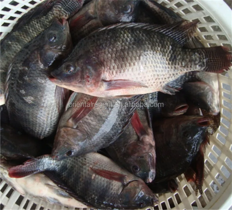 Chinese Farm Raised Tilapia