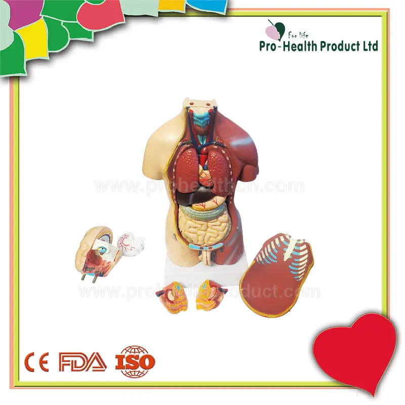 45cm 23 Parts Digestive System Model - Pro-Health Torso