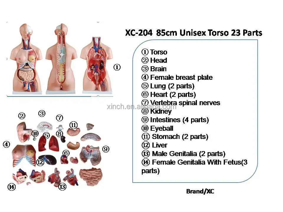 85CM Unisex Torso Model 23 Parts Human Body Model