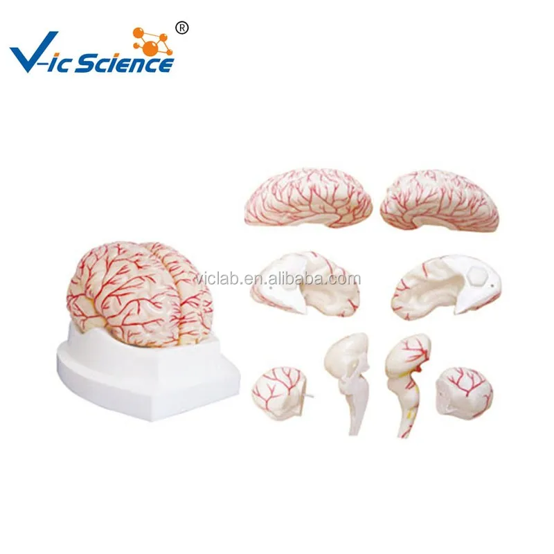 Plastic Medical Anatomy Cervix With Muscles Model - Buy Plastic Medical ...