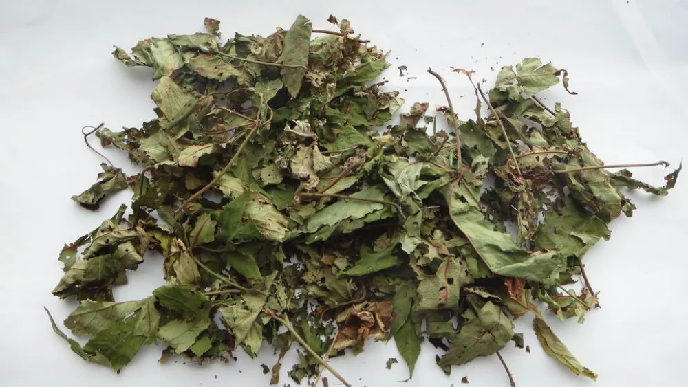 Sweet Tea Chinese Sweet Leaf Chinese Blackberry Rubus Suavssimus ...