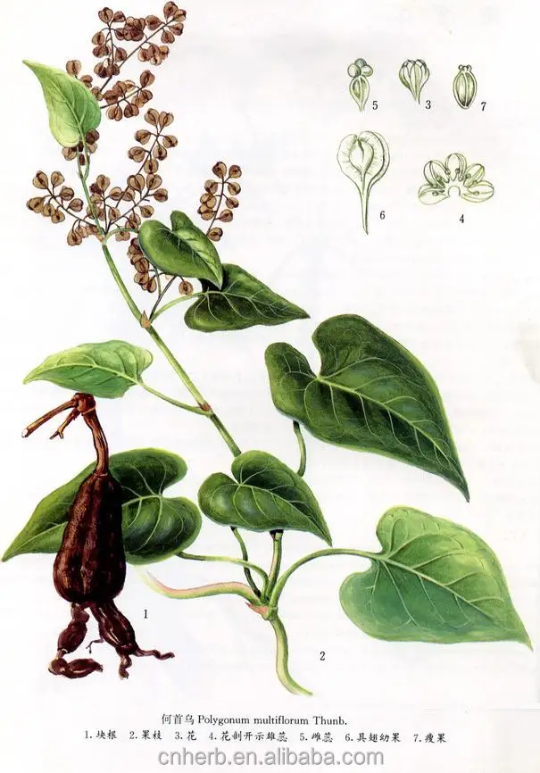 Prepared Polygonum Multiflorum Tuber Fleeceflower Chinese Knotweed Stem ...