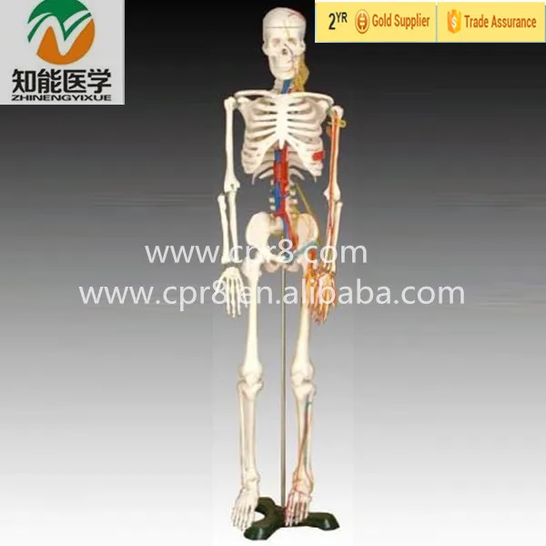 Medical Anatomical Model 180cm Life Size Male Skeleton Models - Buy ...