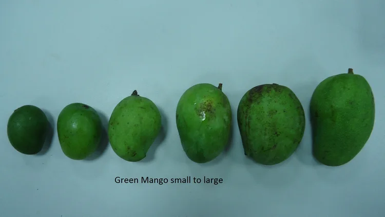 Industrial Mango Cutting Machine Mango Kernel Removing Machine for ...