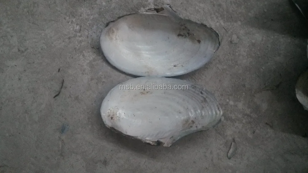 Big Size Chinese Mother Of Pearl Raw Shells In Cheap Price - Buy Mother ...