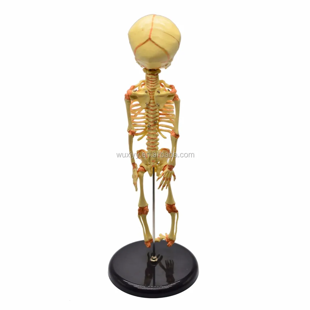 Human Articulated Fetal Skeleton Teaching Model - YANYANG