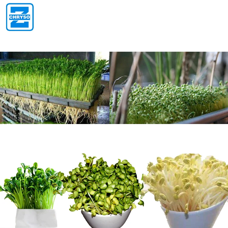 Commercial Seed Germination Machine Automatic Bean Sprout Maker Fodder ...