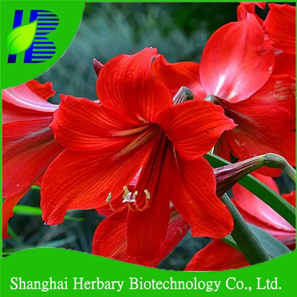 Amaryllis Lily Flower Bulbs | Best Flower Site