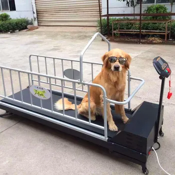 Dog Health Gym Dog Treadmill,Professional Indoor Sport Pet Lose Weight ...