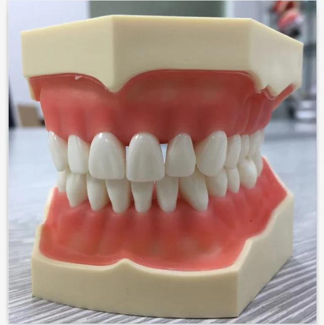 Educational Dental Anatomy Typodont Model with 28 Teeth