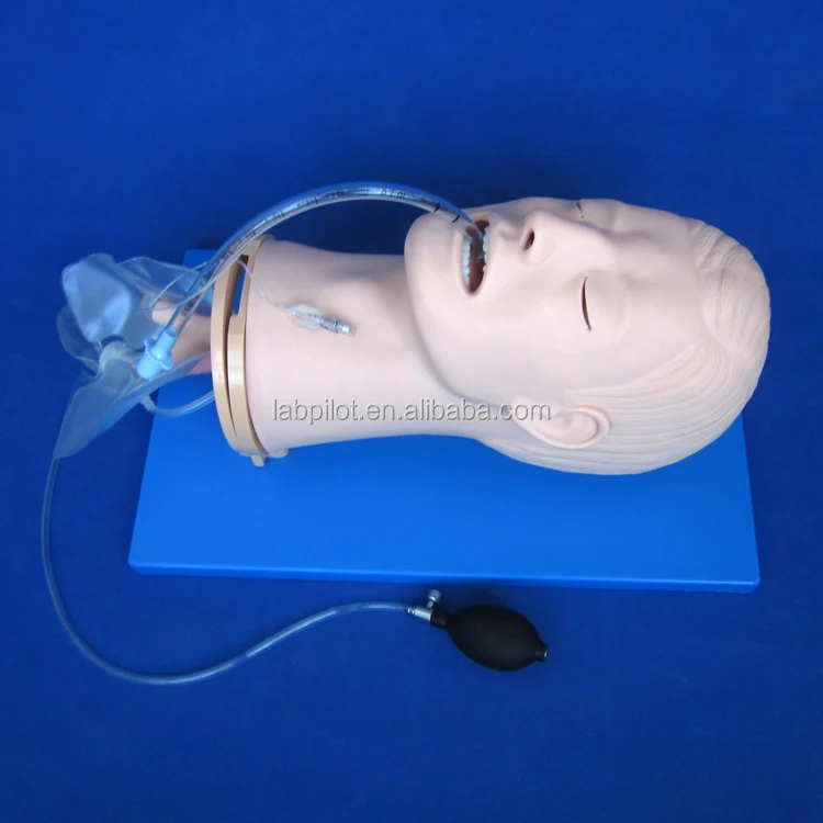 Multi-functional Airway Management Model - Intubation Training
