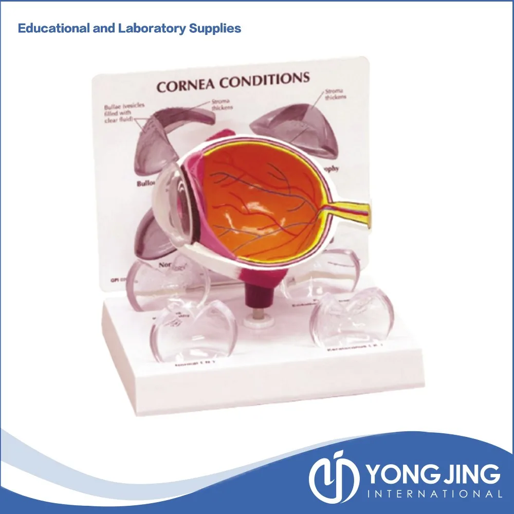 Cornea Model - Detailed Eye Anatomy for Medical Education