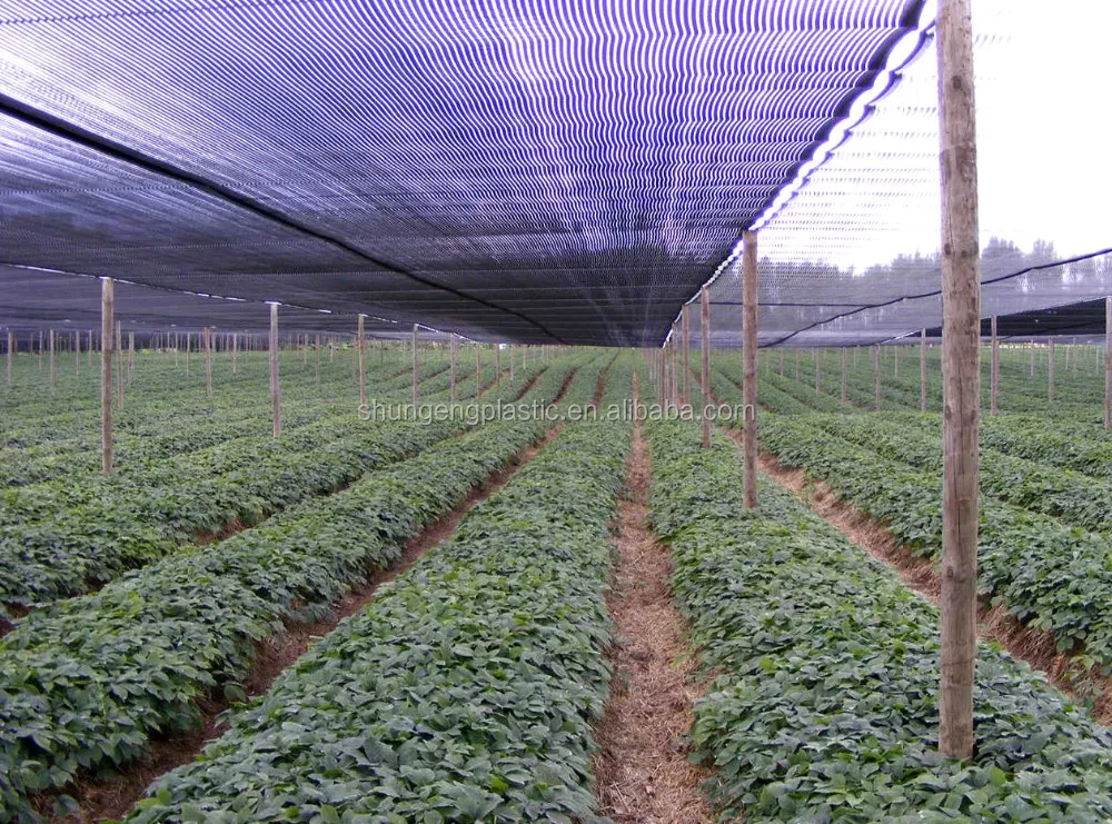 Greenhouse Knitted Sun Shade Netting/ Cloth For Vegetable To Protect ...