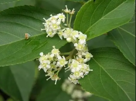 High Quality Thunder God Vine / Lei Gong Teng Extract/tripterygium ...