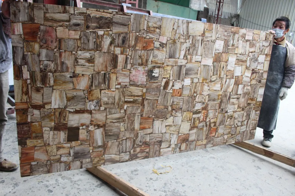 Petrified Wood Tree Slab - Unique, Translucent, Polished