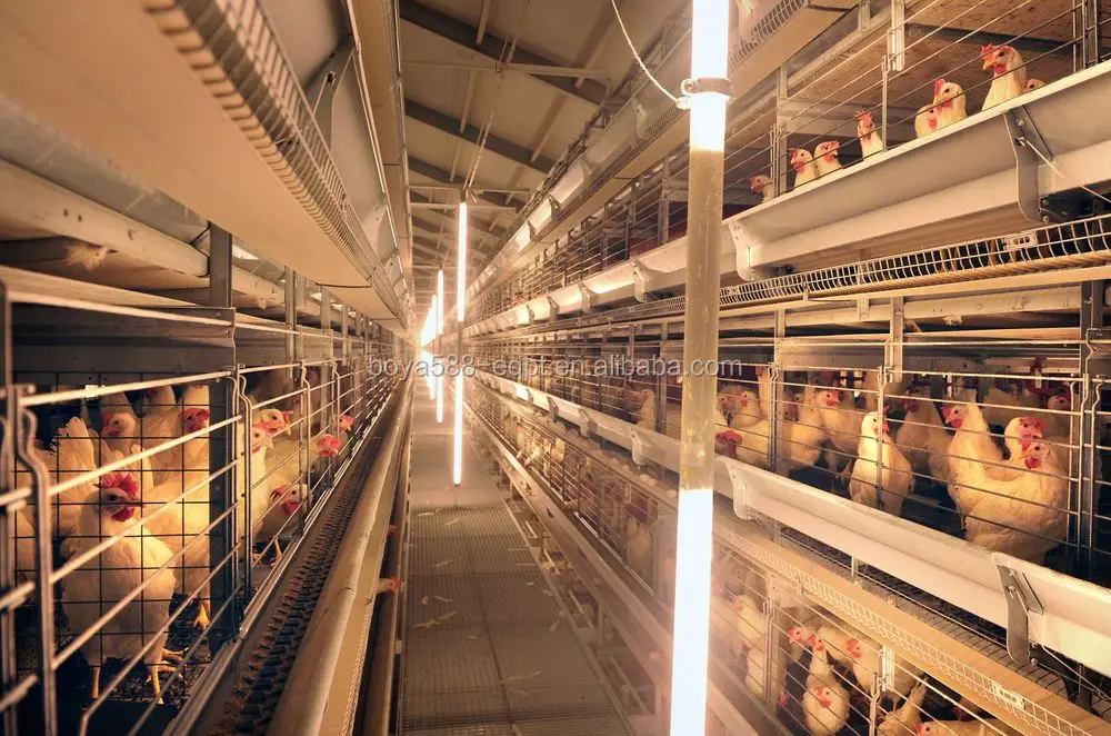 Poultry Farm Design Layout Galvanized Chicken Layer Cage For Nigeria ...