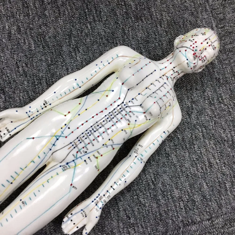 Chinese Acupuncture Model - Female Body for Meridian Points