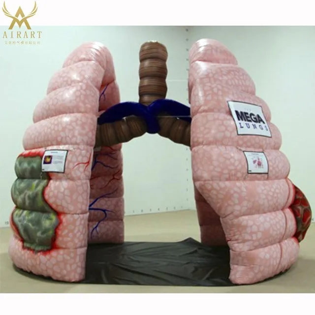 Lifelike Inflatable Lungs Model Balloon - Buy Giant Size Teaching ...
