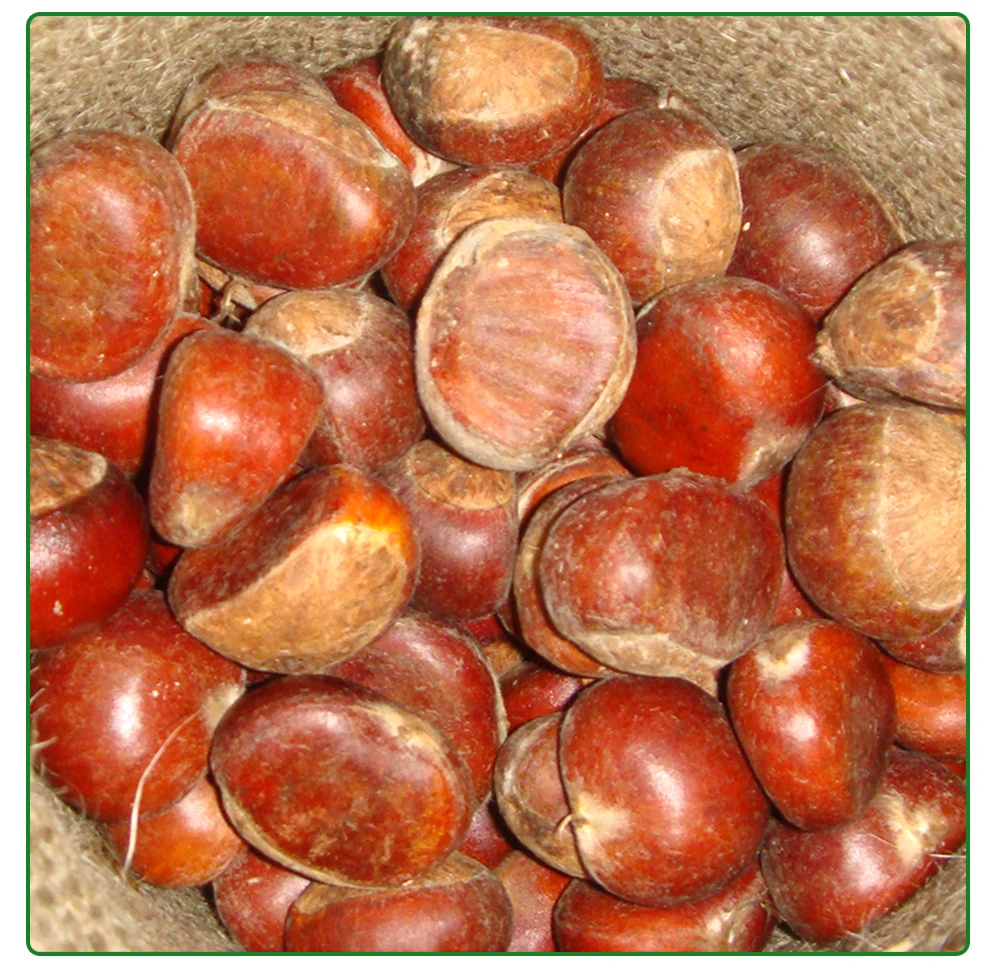 Fresh Chinese Chestnut - Buy Chinese Chestnut,Chestnut Seller,Chestnut ...