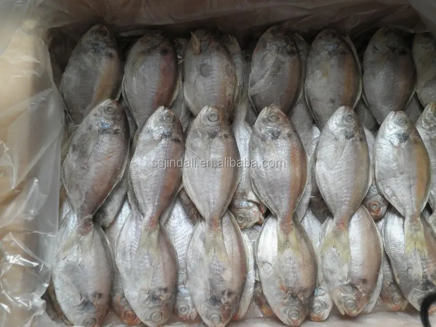 Japanese butterfish - Alchetron, The Free Social Encyclopedia