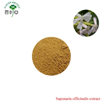 100% Pure Saponaria Officinalis Powder,Saponaria Officinalis Root ...