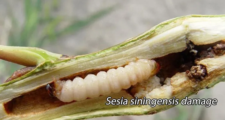 Sesia Siningensis Pheromone Lure Pheromone Trap - Buy Sesia Siningensis ...