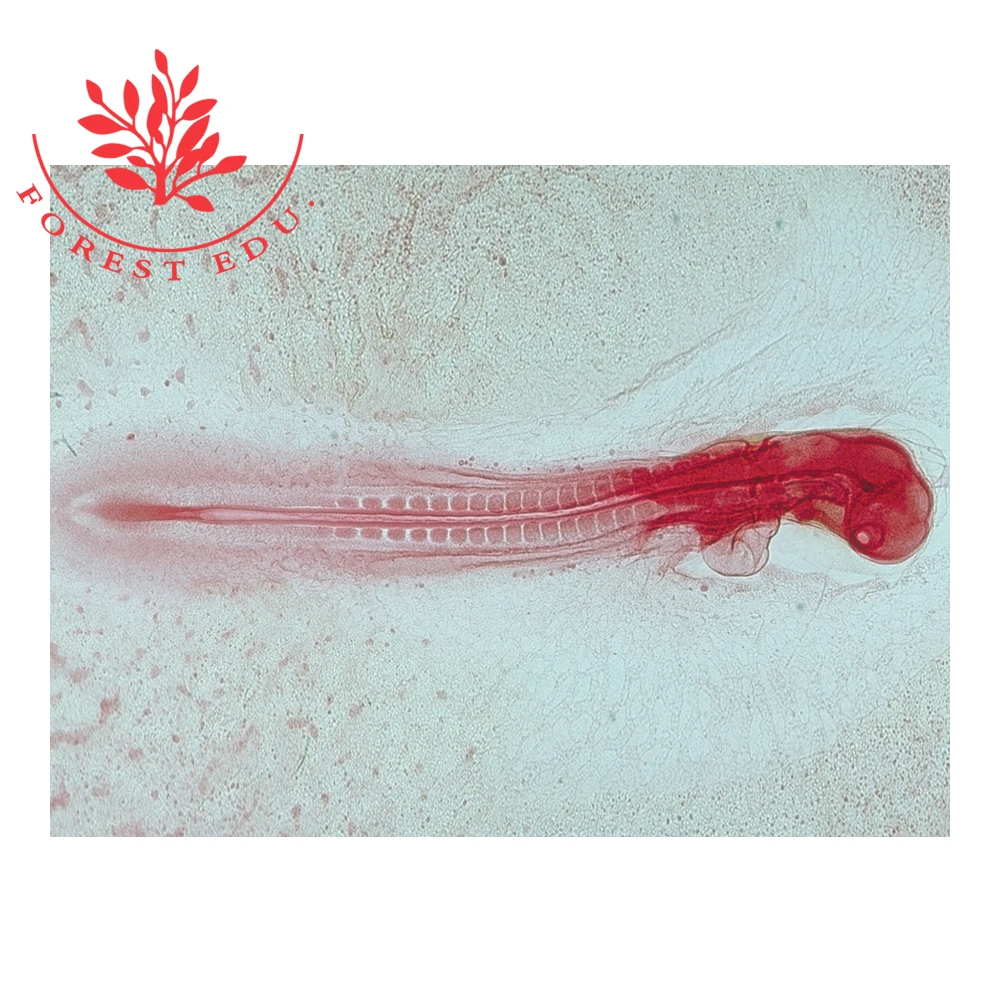 Chick Embryology Microscope Slide Set - 18pcs Prepared Slides