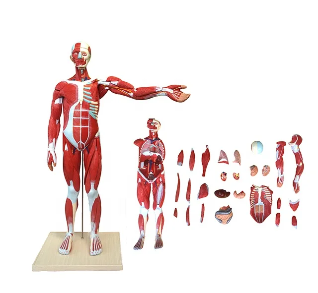 Half Man Size 85cm Tall Whole Human Body Muscled Model 27 Parts