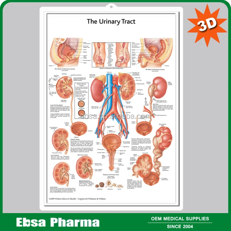 The Educational Plastic 3d Medical Urinary Tract Anatomical Wall Charts ...